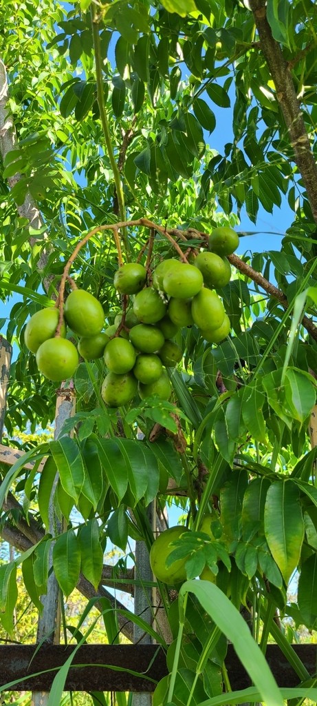 Ubos (Spondias mombin) - PictureThis