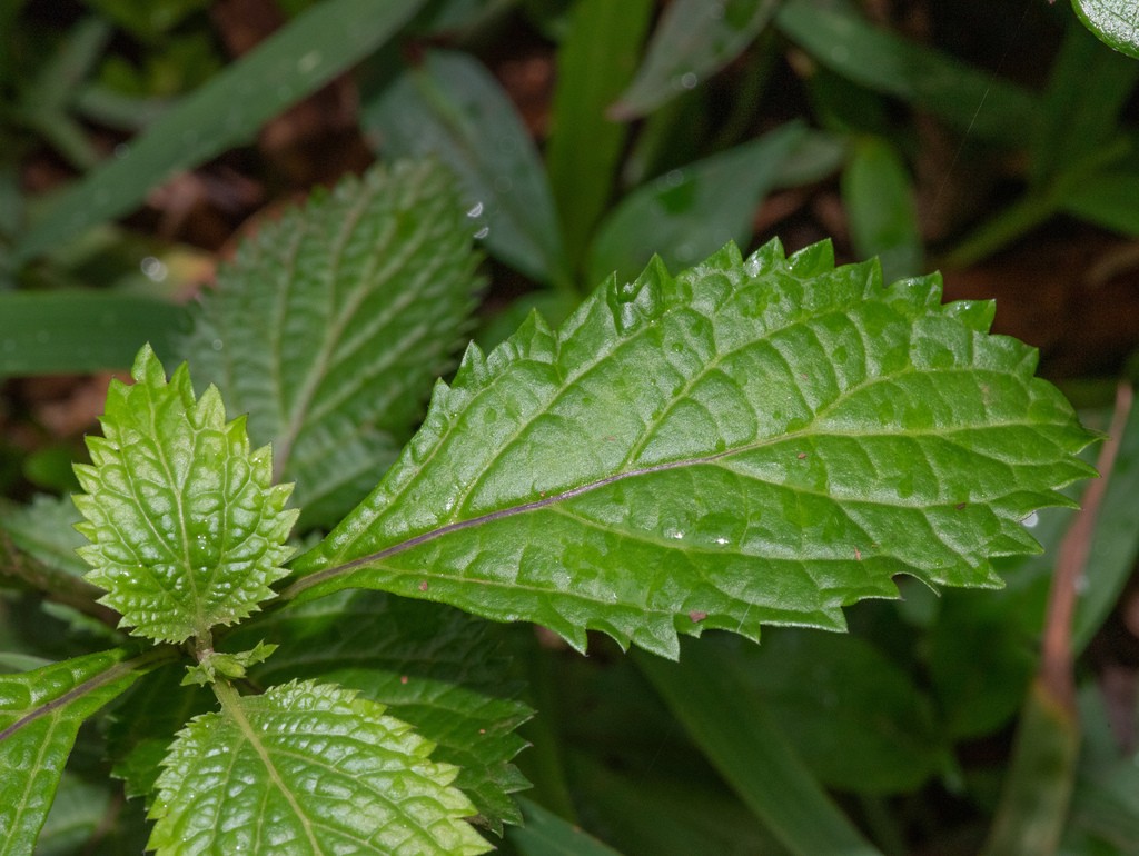 Cayenne porterweed (Stachytarpheta cayennensis) Flower, Leaf, Care ...