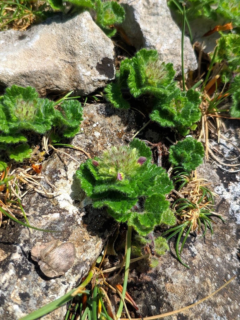 Teucrio pirenaico (Teucrium pyrenaicum) - PictureThis
