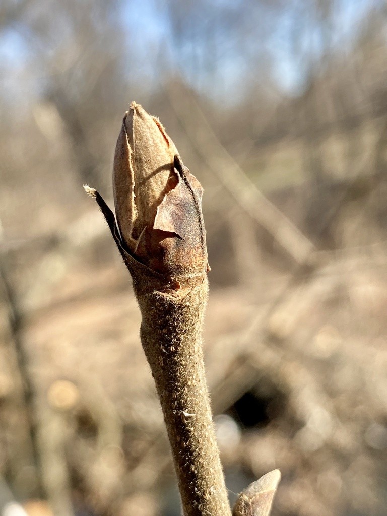 Hickories (Carya) Flower, Leaf, Care, Uses - PictureThis
