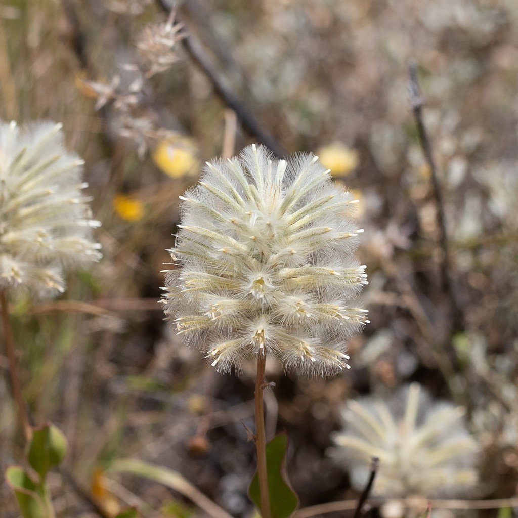 Ptilotus nobilis - PictureThis