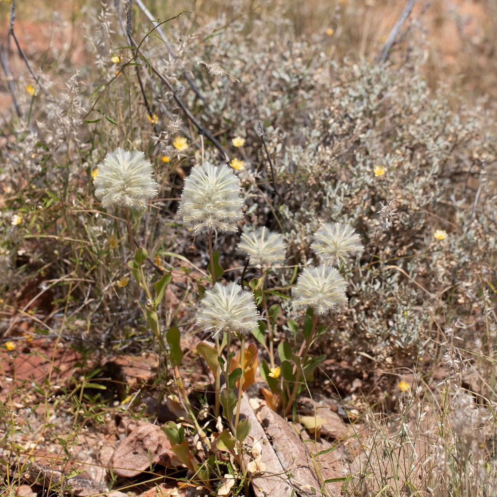 Ptilotus nobilis - PictureThis