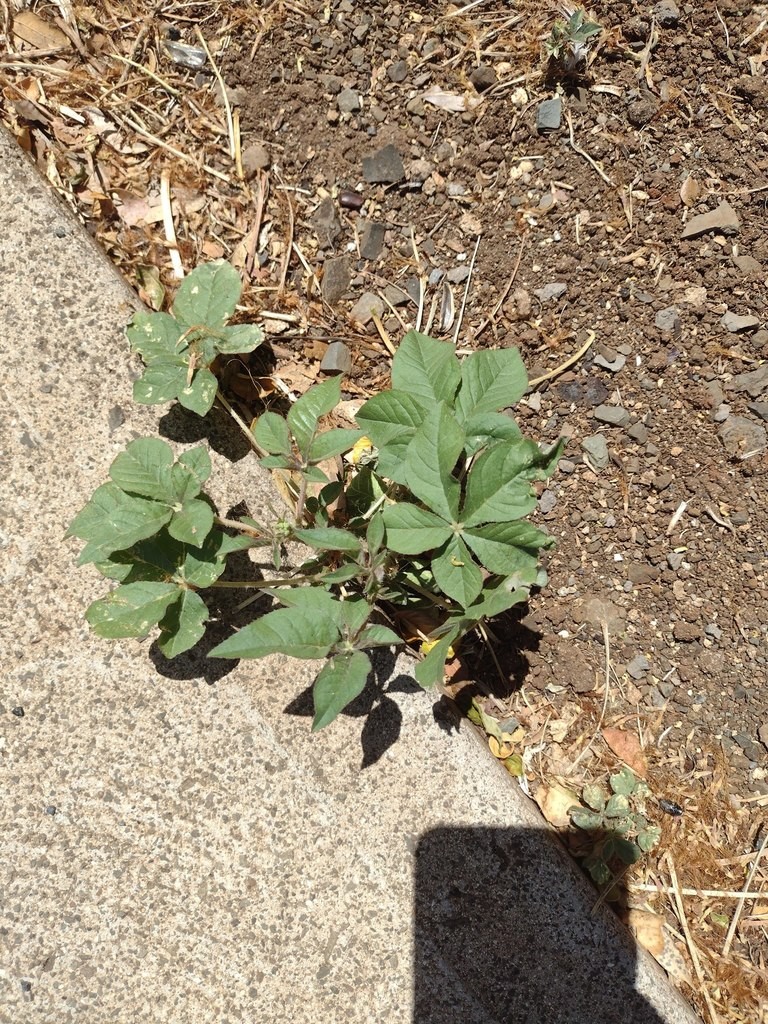 Shona cabbage (Gynandropsis gynandra) Flower, Leaf, Care, Uses ...