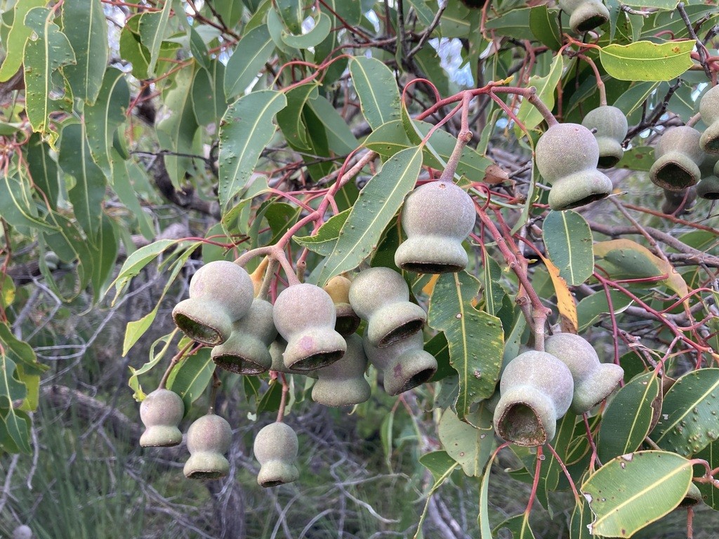 Red gum (Corymbia calophylla) Flower, Leaf, Care, Uses - PictureThis