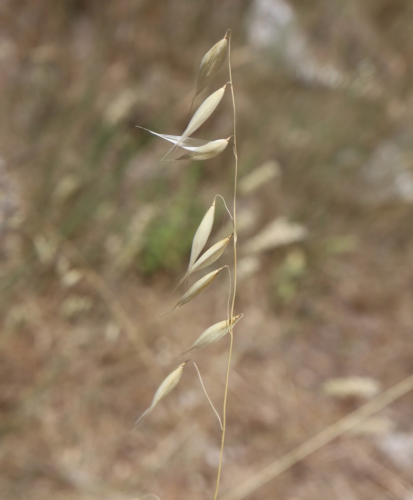 Oats (Avena) Flower, Leaf, Care, Uses - PictureThis