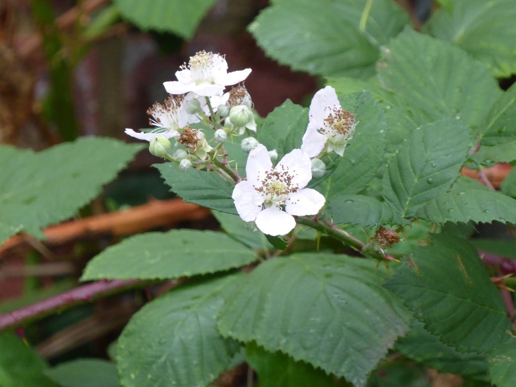 Brambles (Rubus) Flower, Leaf, Care, Uses - PictureThis
