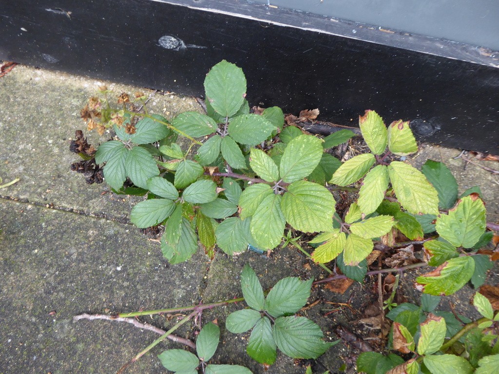 Brambles Care (Watering, Fertilize, Pruning, Propagation) - PictureThis