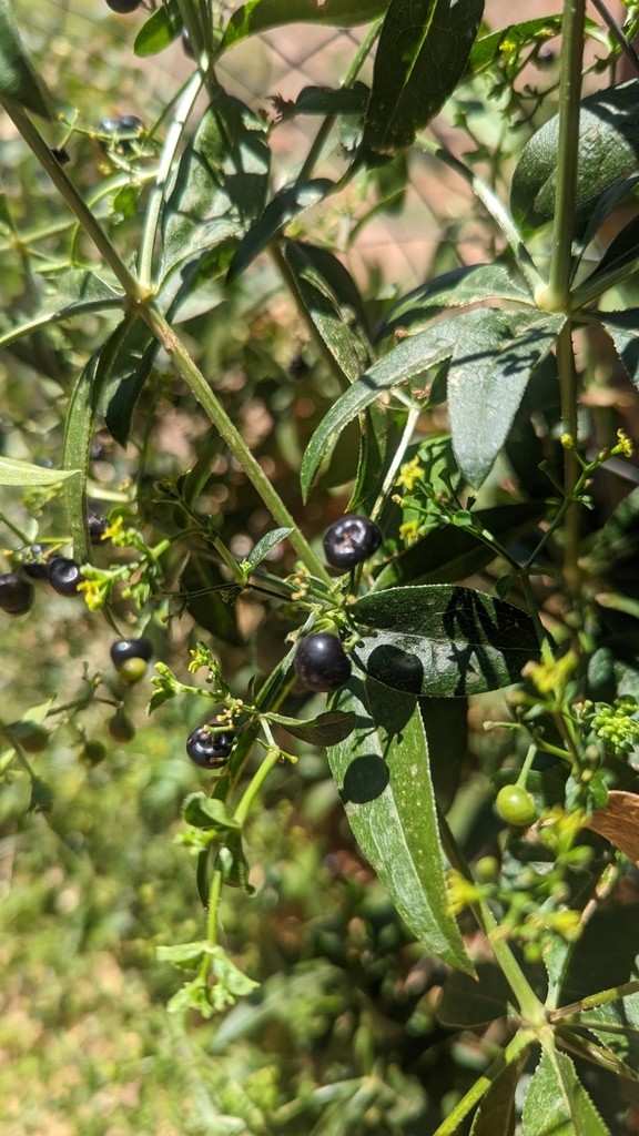 Granza (Rubia tinctorum) - PictureThis