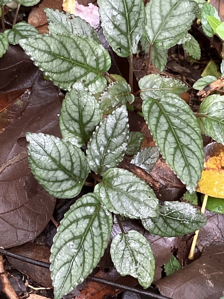 Hemigraphis Care (Watering, Fertilize, Pruning, Propagation) - PictureThis