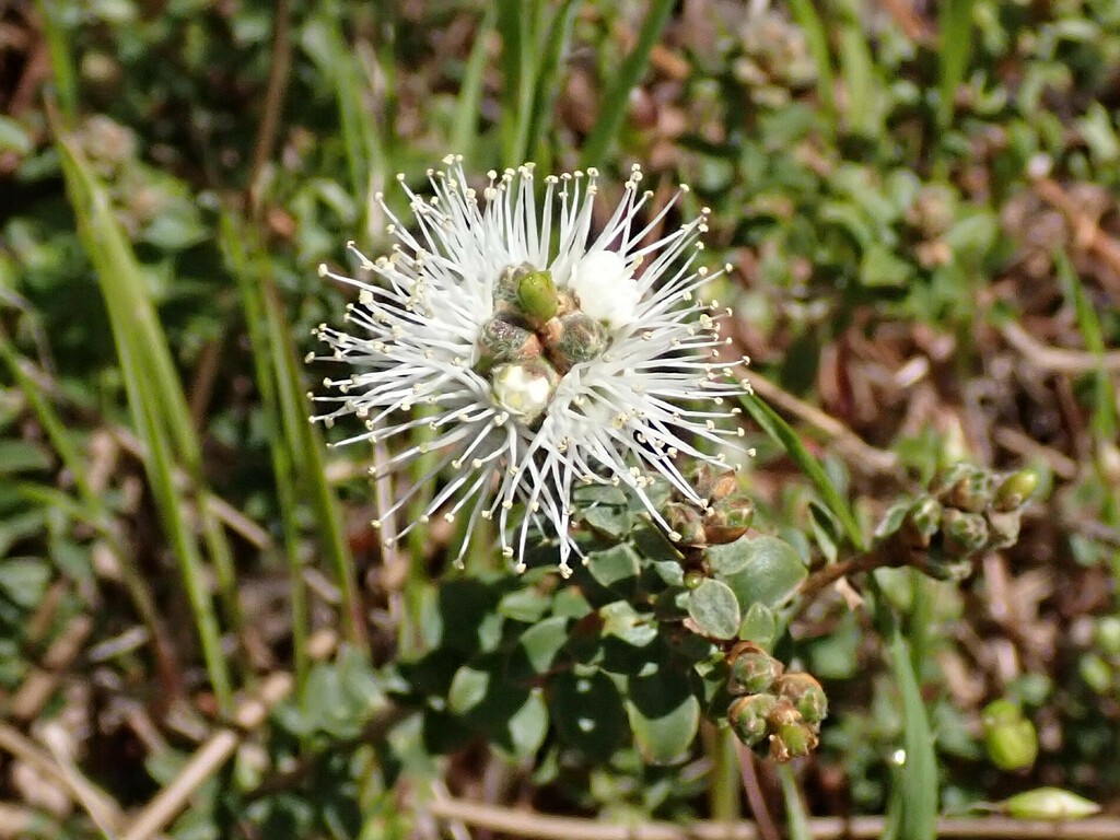 Kunzea pomifera - PictureThis