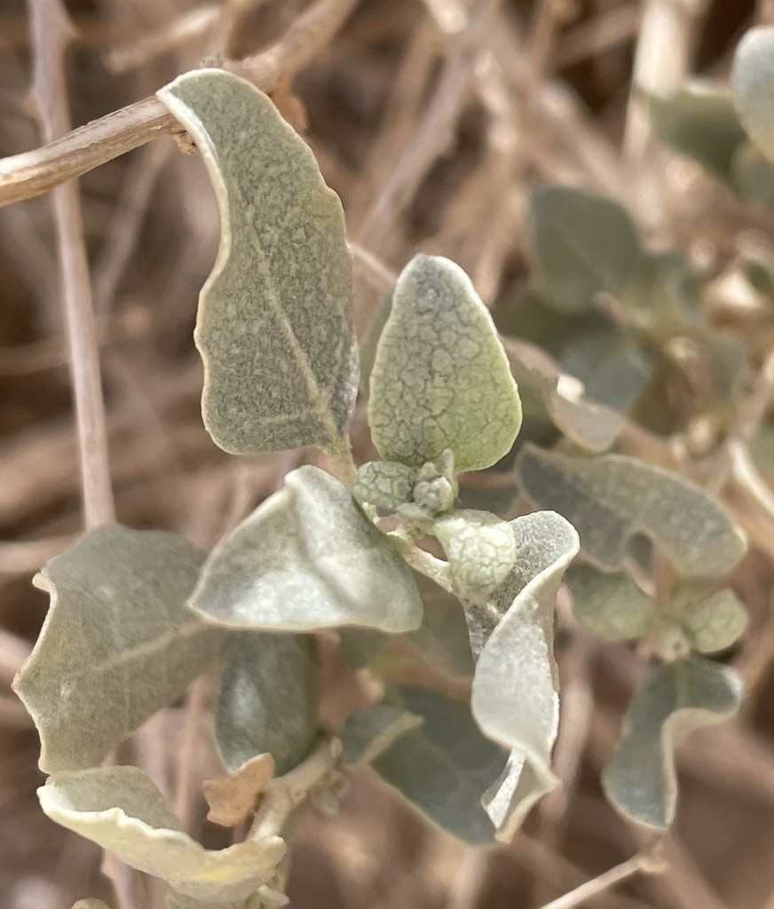 Saltbush (Atriplex halimus) Flower, Leaf, Care, Uses - PictureThis