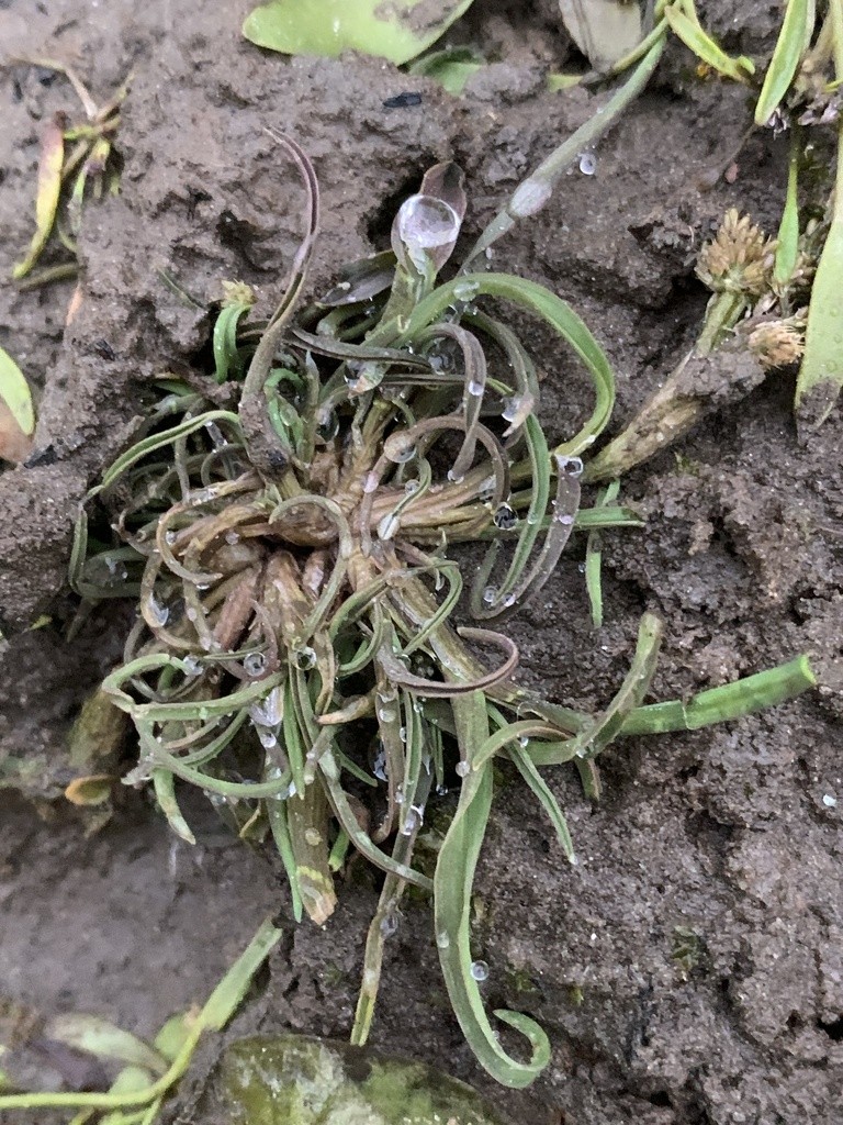 Scheidenblütgras (Coleanthus subtilis) - PictureThis