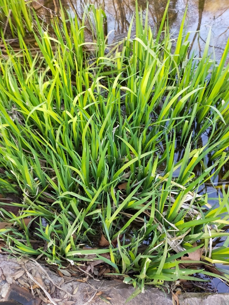 Iris (Iridaceae) Flower, Leaf, Care, Uses - PictureThis