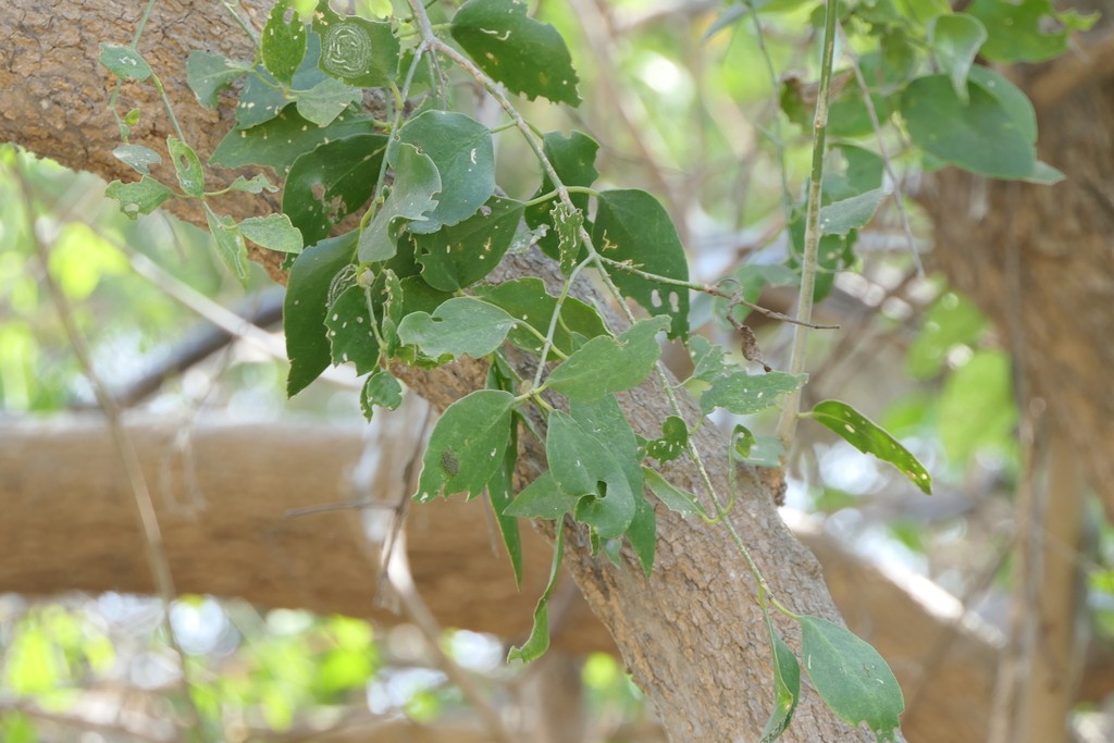 Toothbrush tree (Salvadora persica) Flower, Leaf, Care, Uses - PictureThis