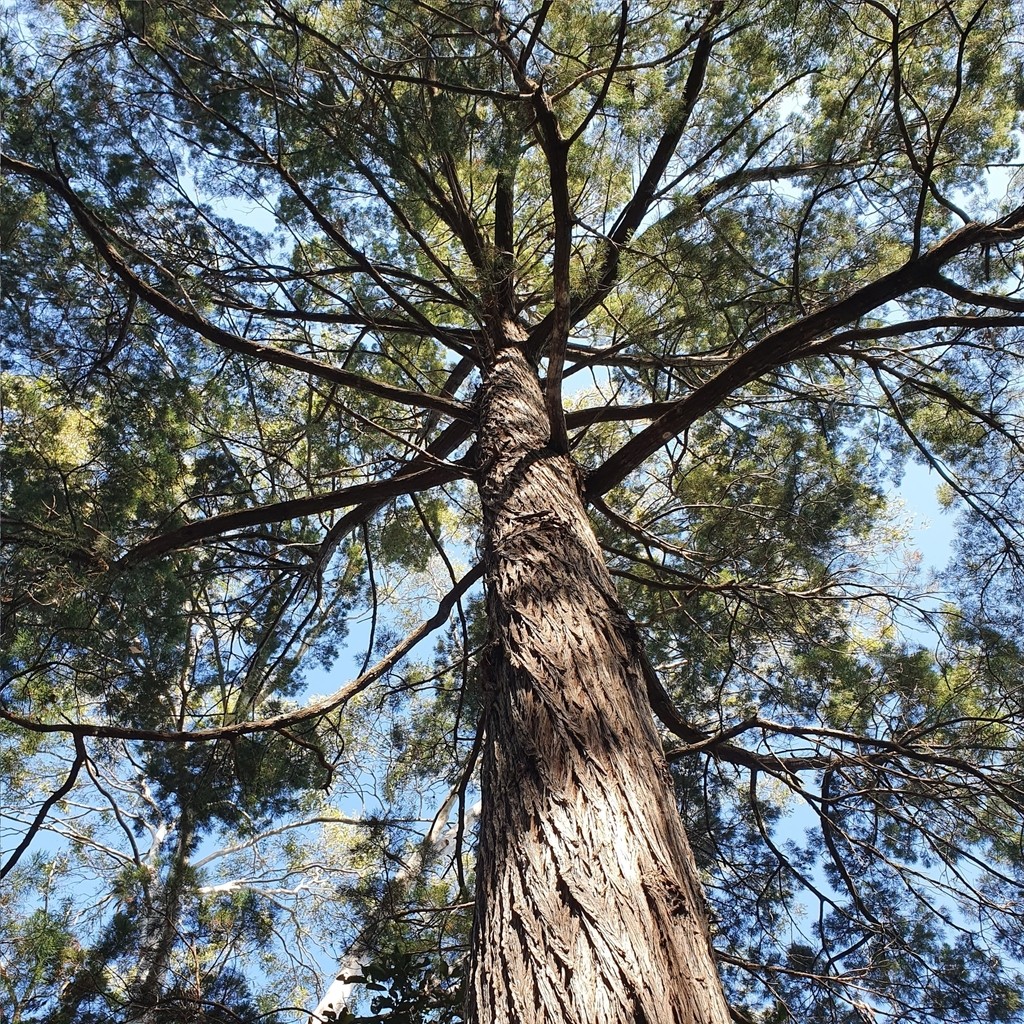 Callitris columellaris - PictureThis