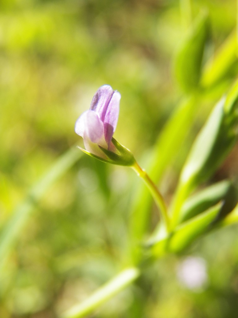 Lathyrus pusillus - PictureThis