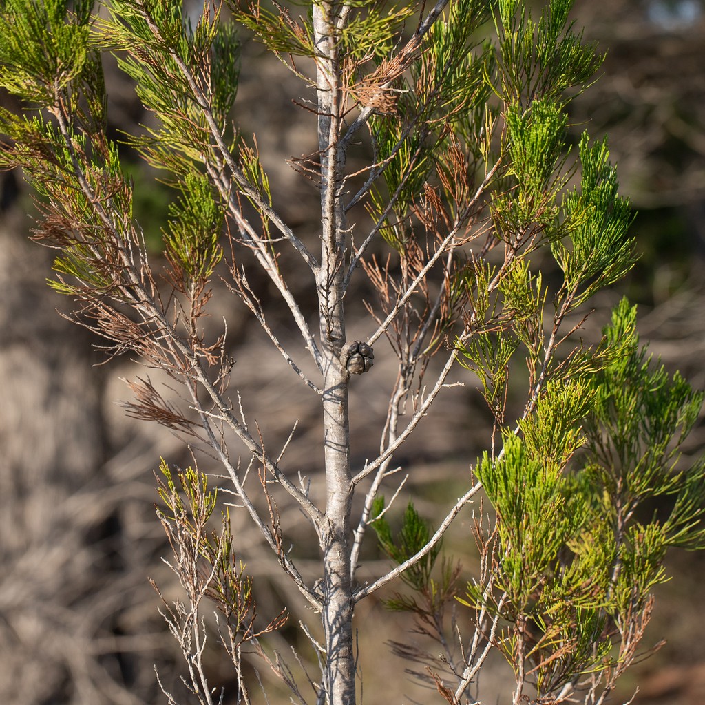 Callitris preissii - PictureThis