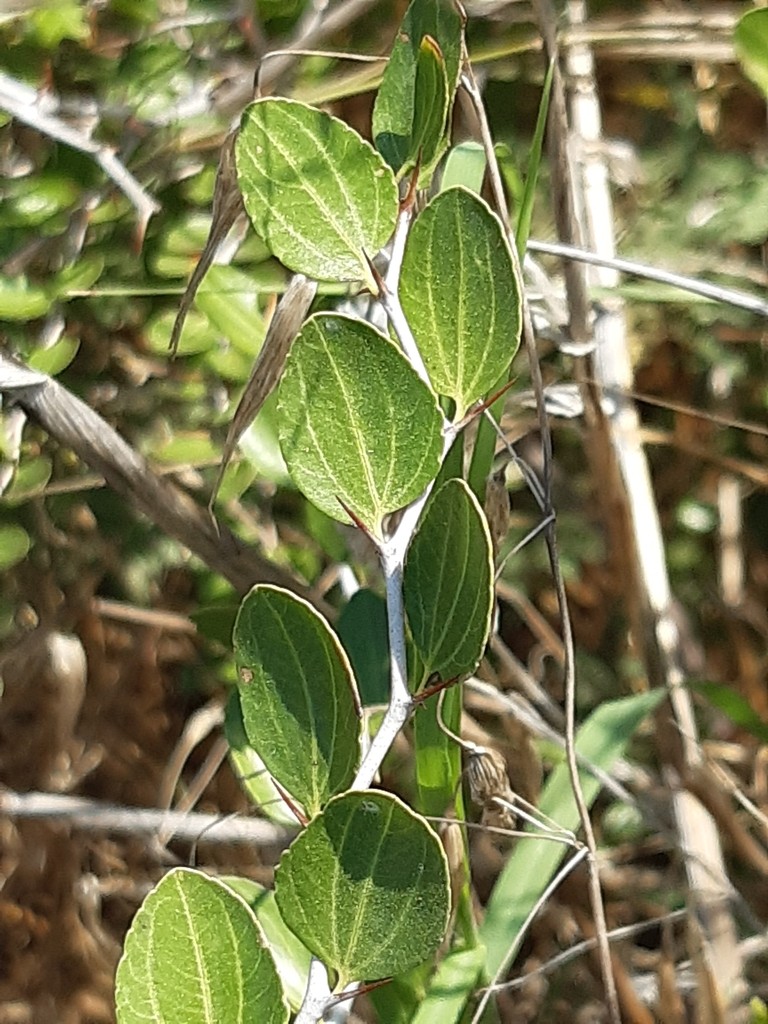Azufaifo (Ziziphus lotus) - PictureThis