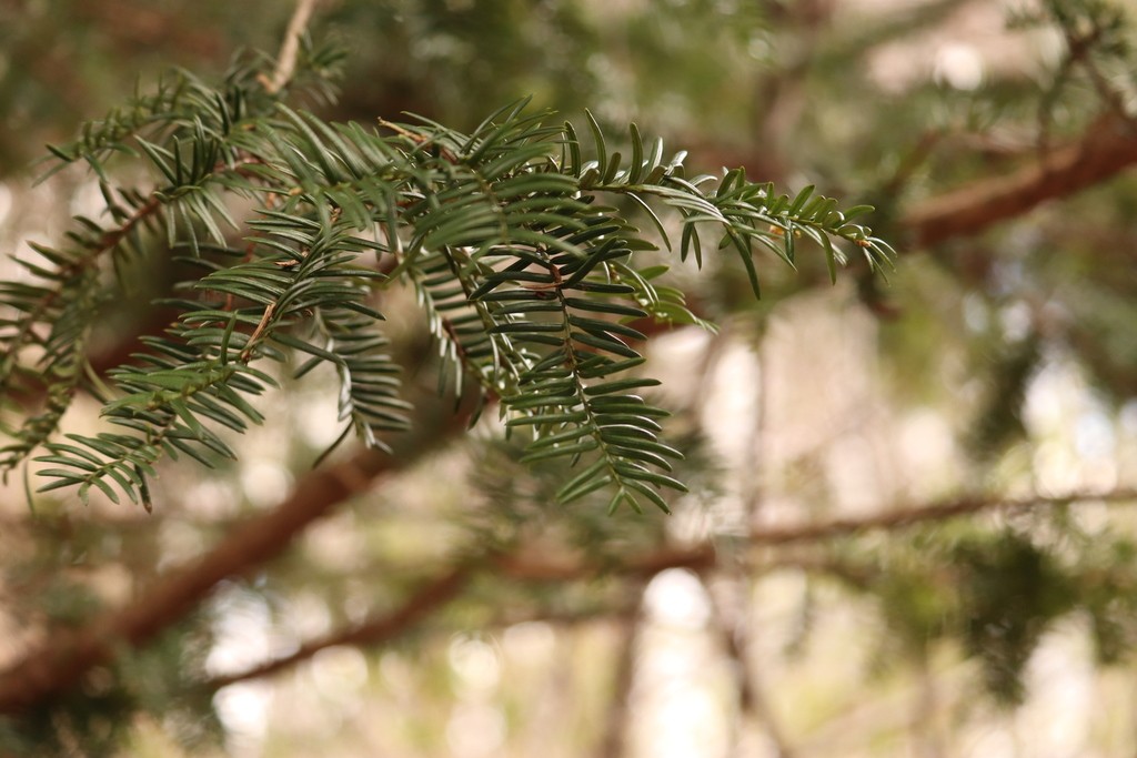Yews (Taxus) Flower, Leaf, Care, Uses - PictureThis