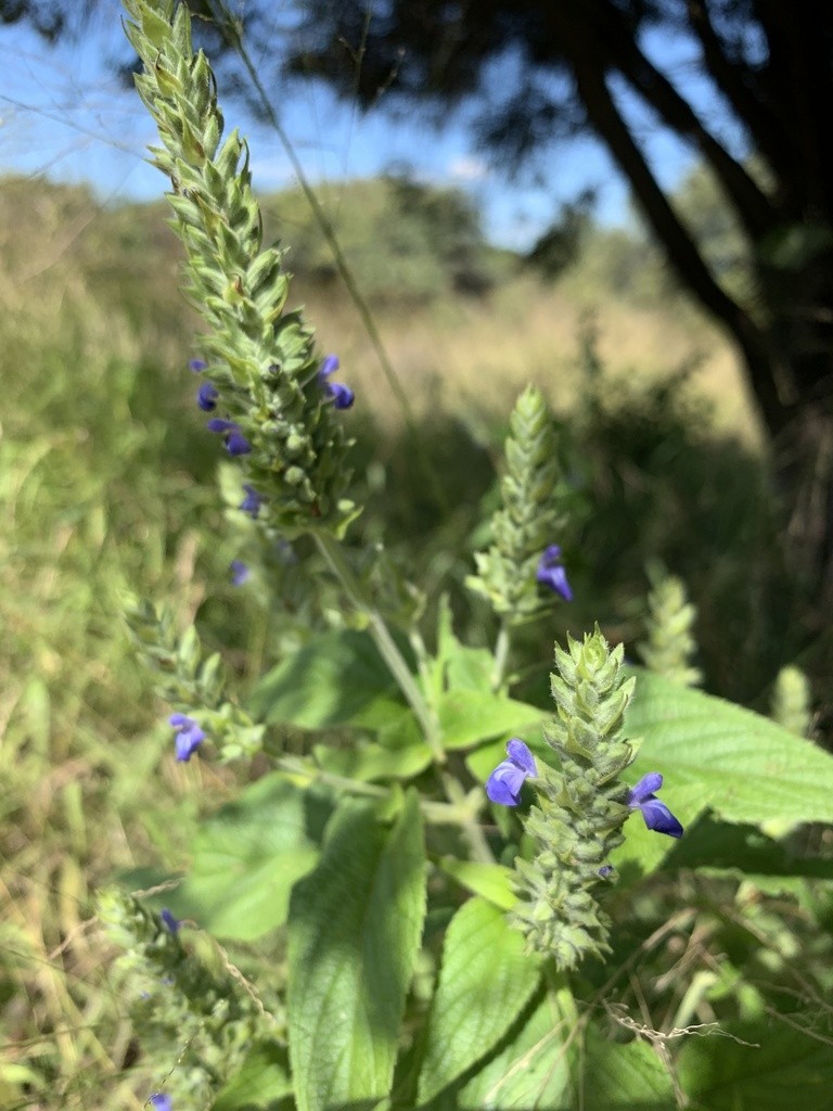 Salvia hispanica 花言葉，毒性，よくある質問 - PictureThis