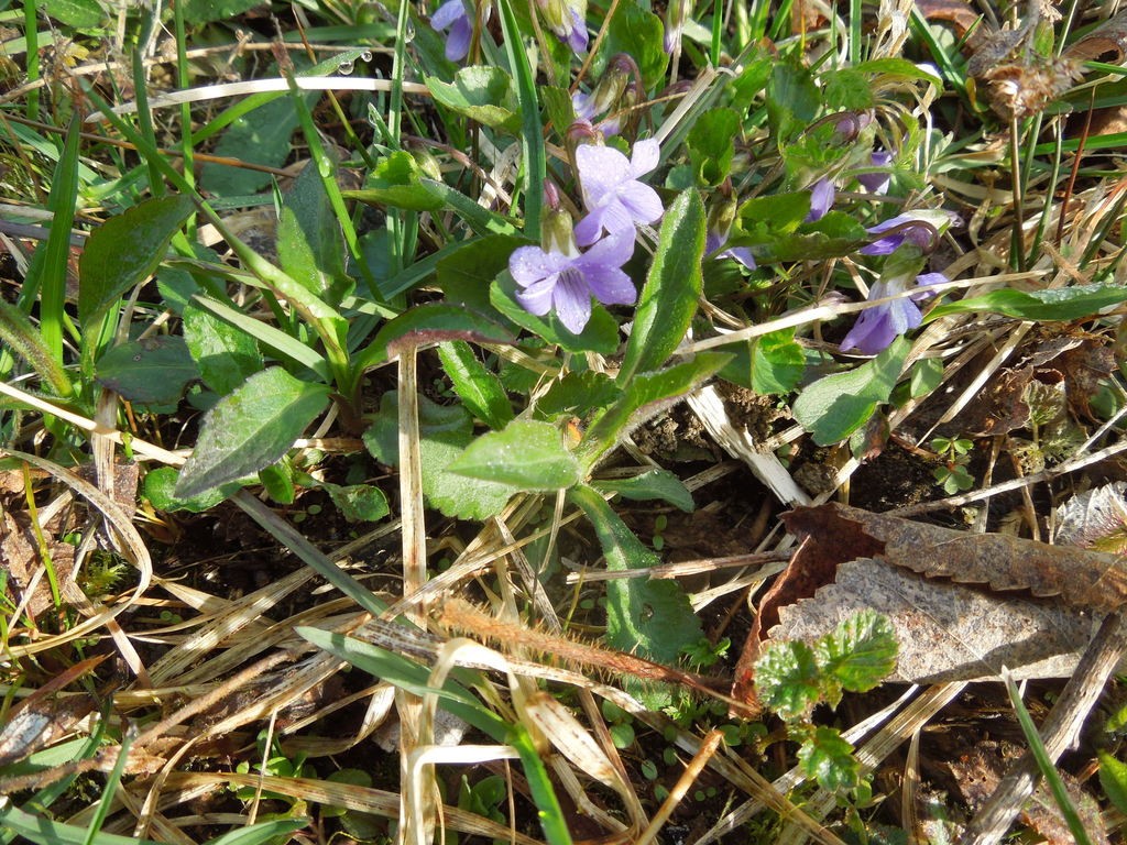 Violet (Violaceae) Flower, Leaf, Care, Uses - PictureThis