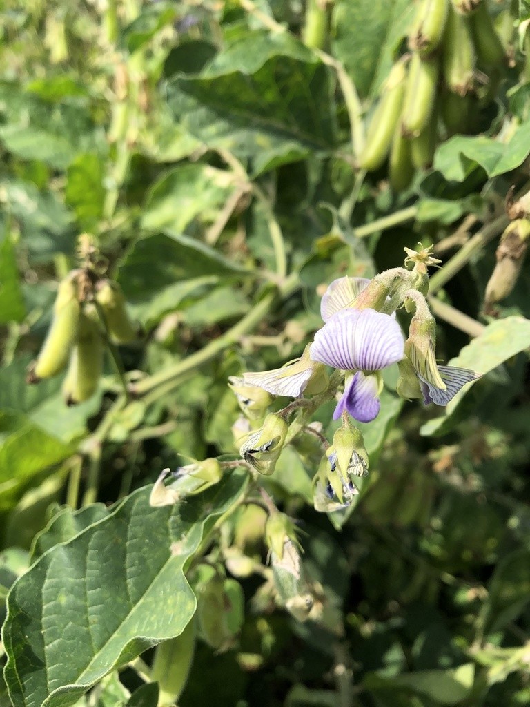 Crotalaria verrucosa - PictureThis