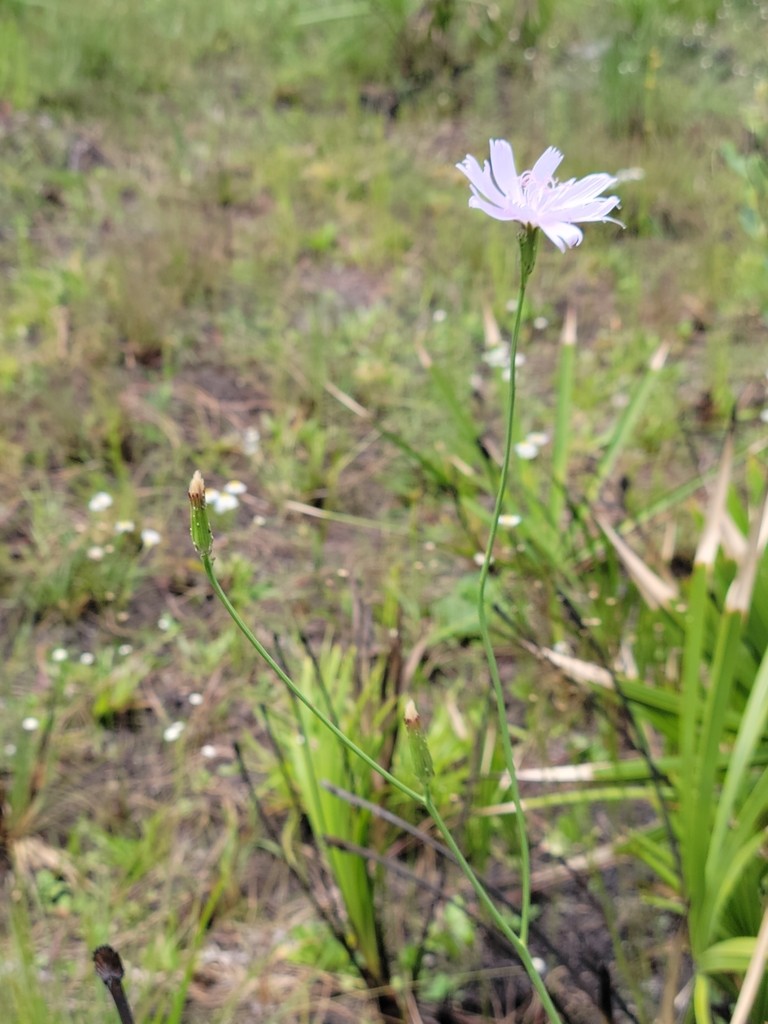 Lygodesmia aphylla - PictureThis