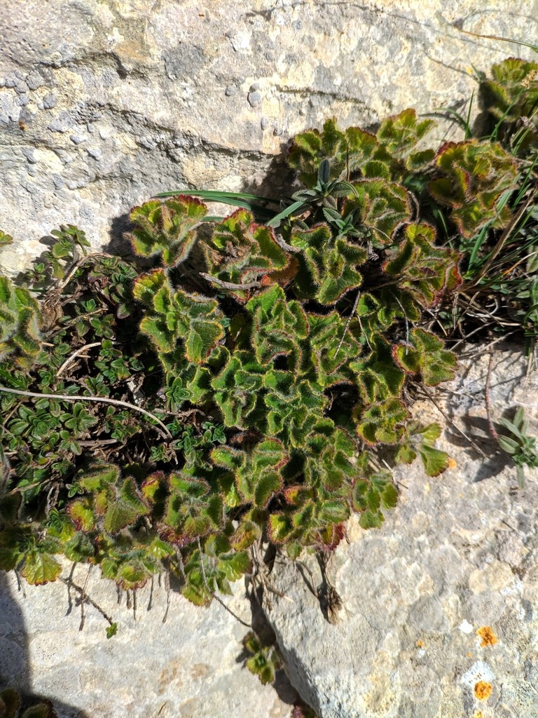Teucrium pyrenaicum - PictureThis