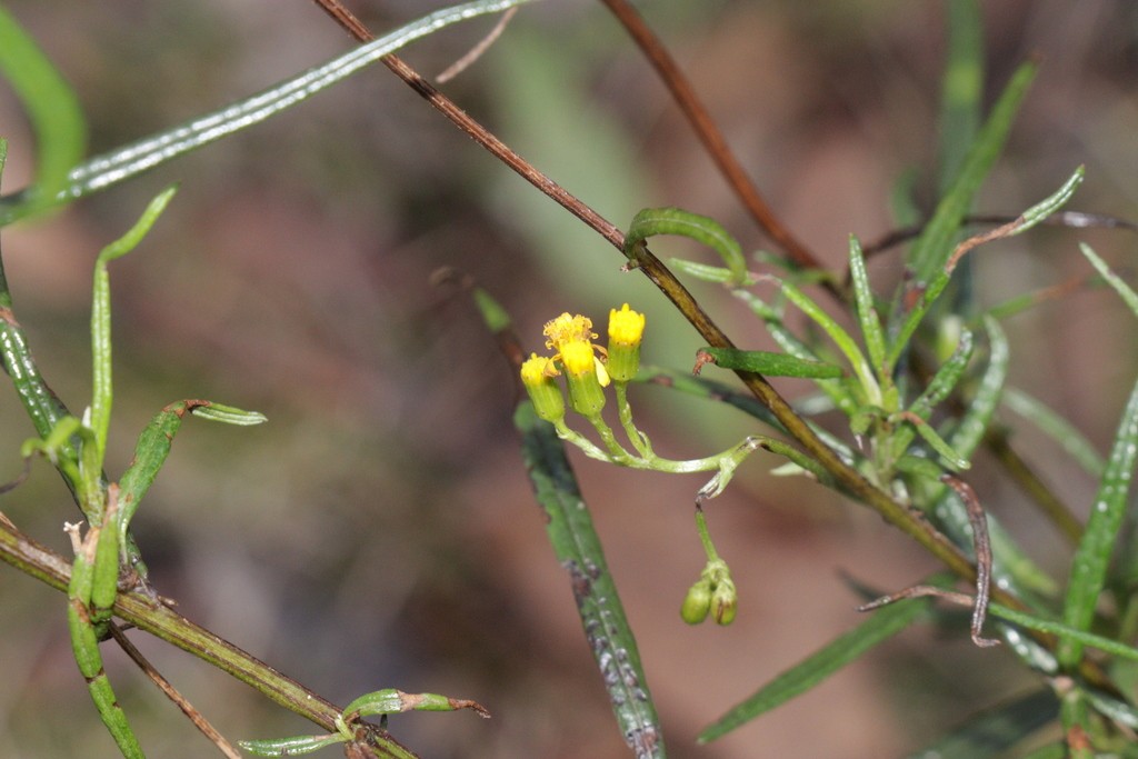 Senecio linearifolius - PictureThis