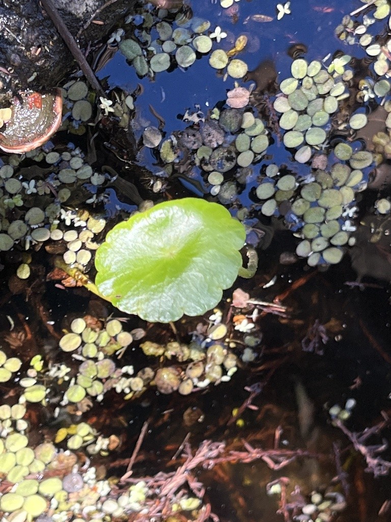 Water Pennywort (Hydrocotyle) Flower, Leaf, Care, Uses - PictureThis