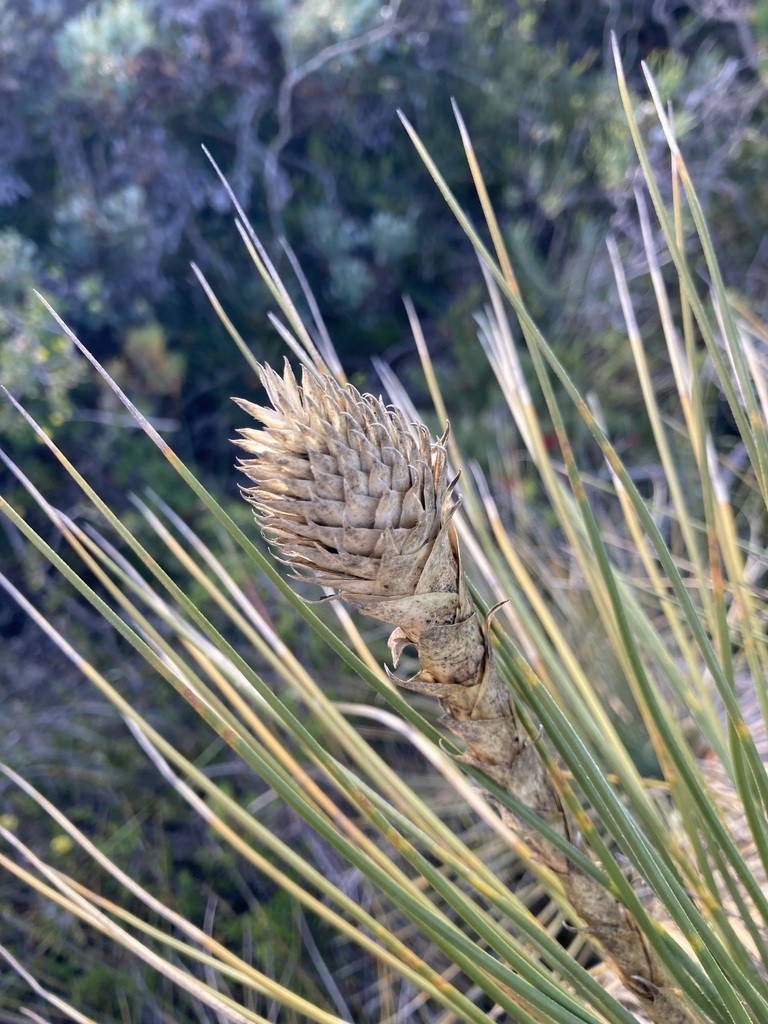 Kingia australis - PictureThis