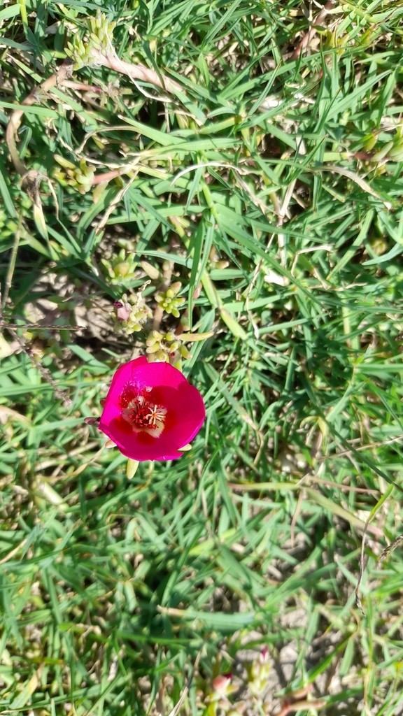 How to Plant and Grow Purple rice(Portulaca gilliesii)