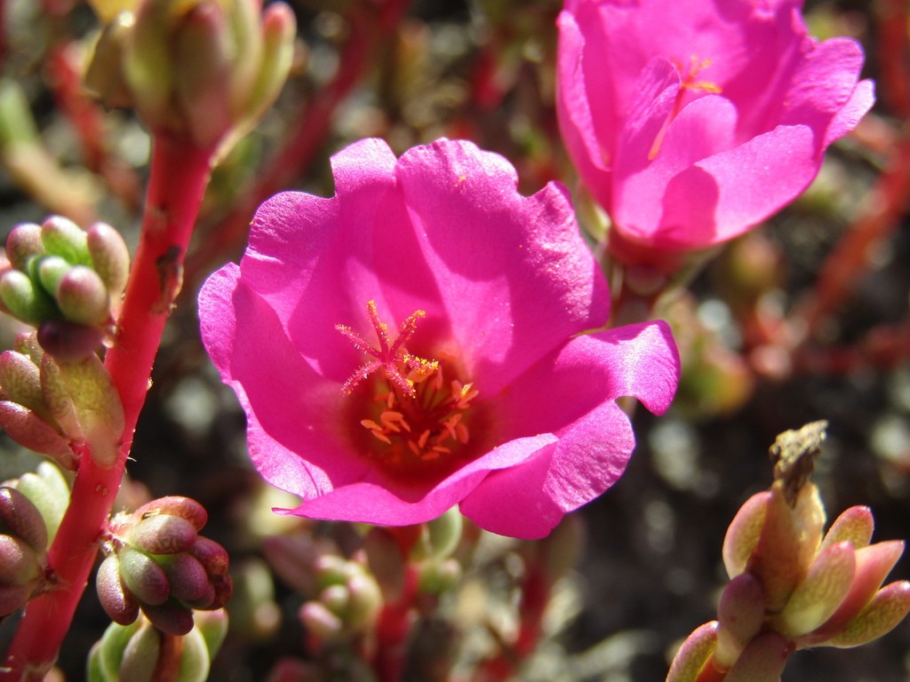 How to Plant and Grow Purple rice(Portulaca gilliesii)