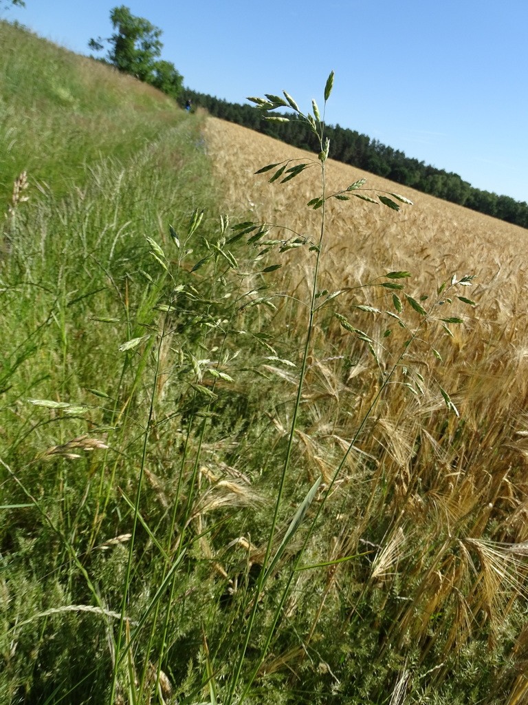 Roggen-trespe (Bromus secalinus) - PictureThis