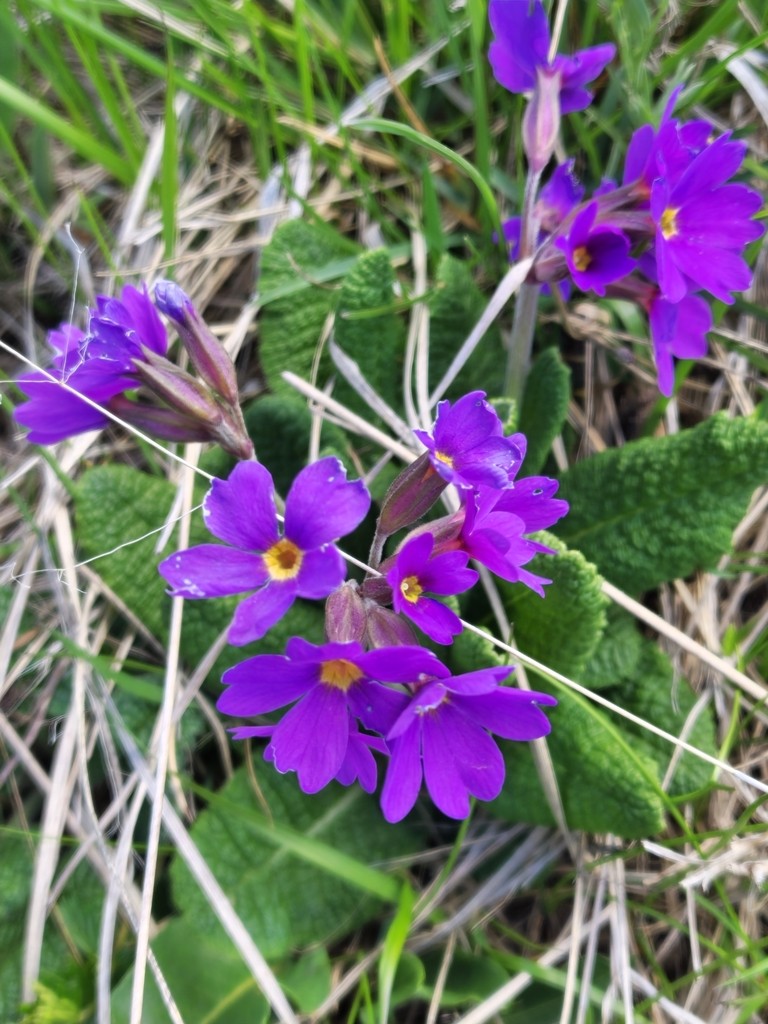 Primroses (Primula) Flower, Leaf, Care, Uses - PictureThis