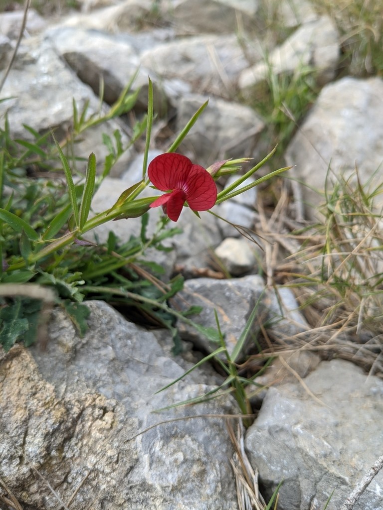 Red vetchling (Lathyrus cicera) Flower, Leaf, Care, Uses - PictureThis