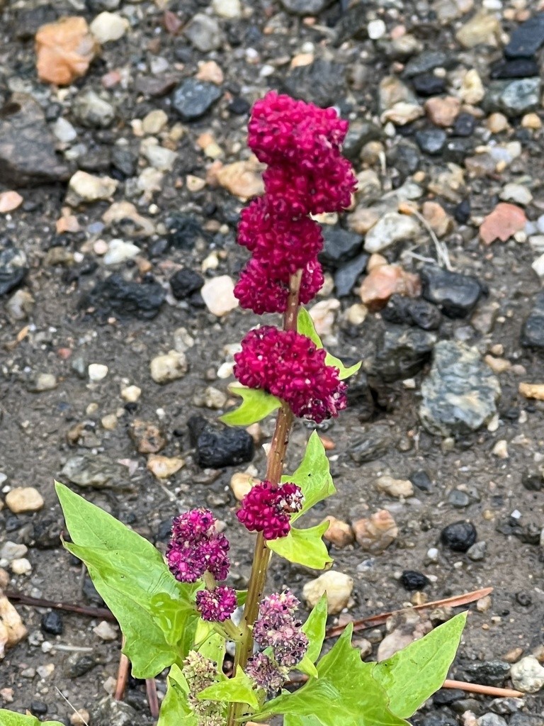 Blitum capitatum - PictureThis