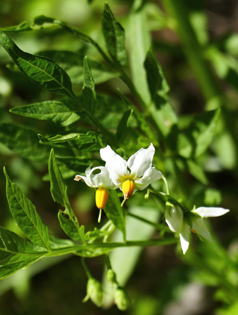 Solanum jamesii - PictureThis