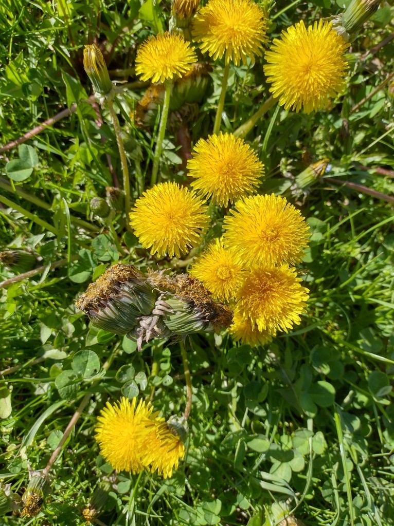 Dandelions Care (Watering, Fertilize, Pruning, Propagation) - PictureThis