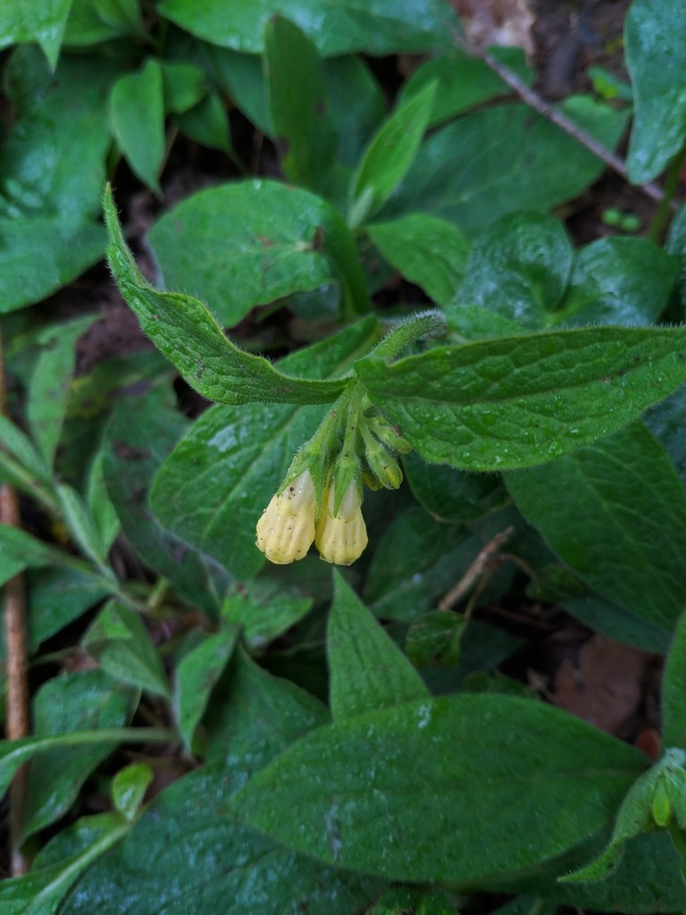 Tuberous comfrey (Symphytum tuberosum) Flower, Leaf, Care, Uses ...
