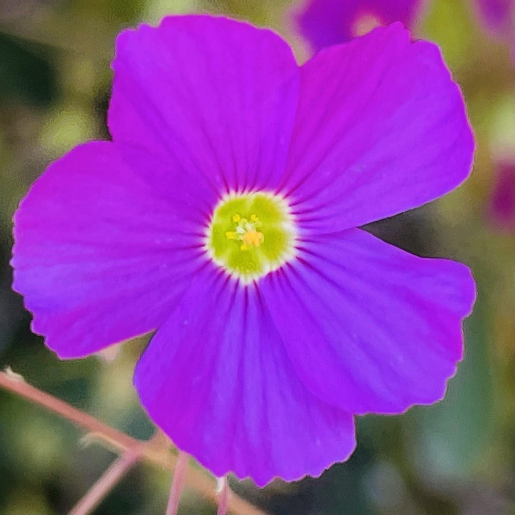 Acederilla rosa (Oxalis rosea) - PictureThis