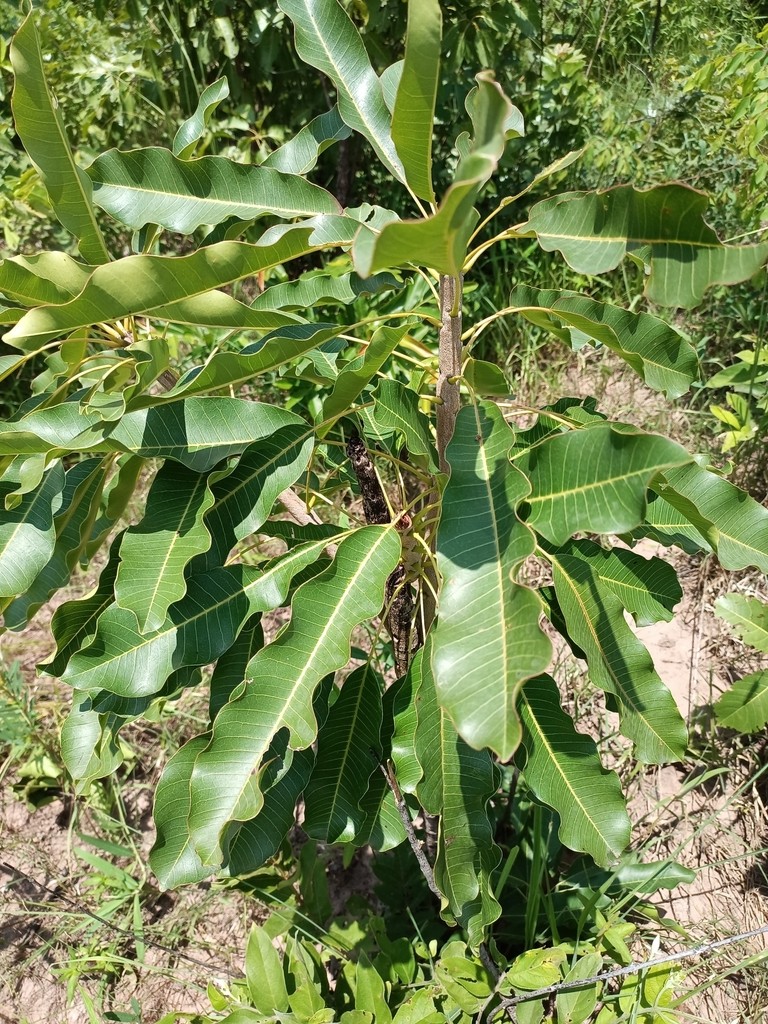 Árbol mantequero (Vitellaria paradoxa) - PictureThis