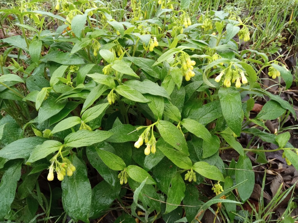 Tuberous comfrey (Symphytum tuberosum) Flower, Leaf, Care, Uses ...