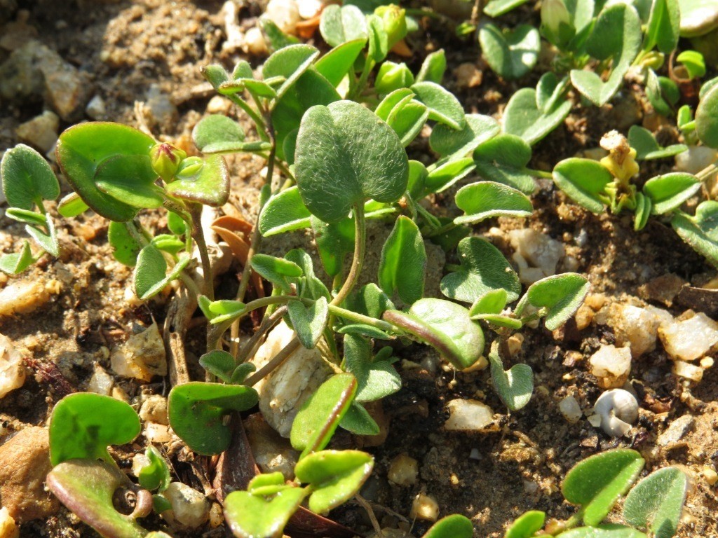 Falkia repens - PictureThis