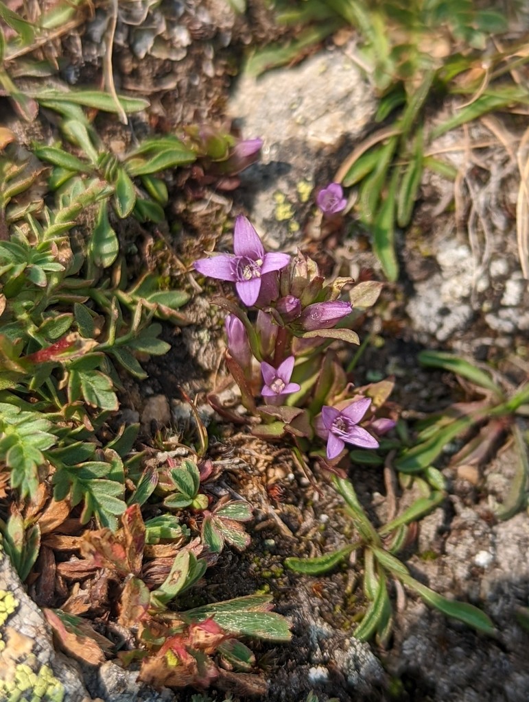 Autumn dwarf gentian (Gentianella amarella) Flower, Leaf, Care, Uses ...