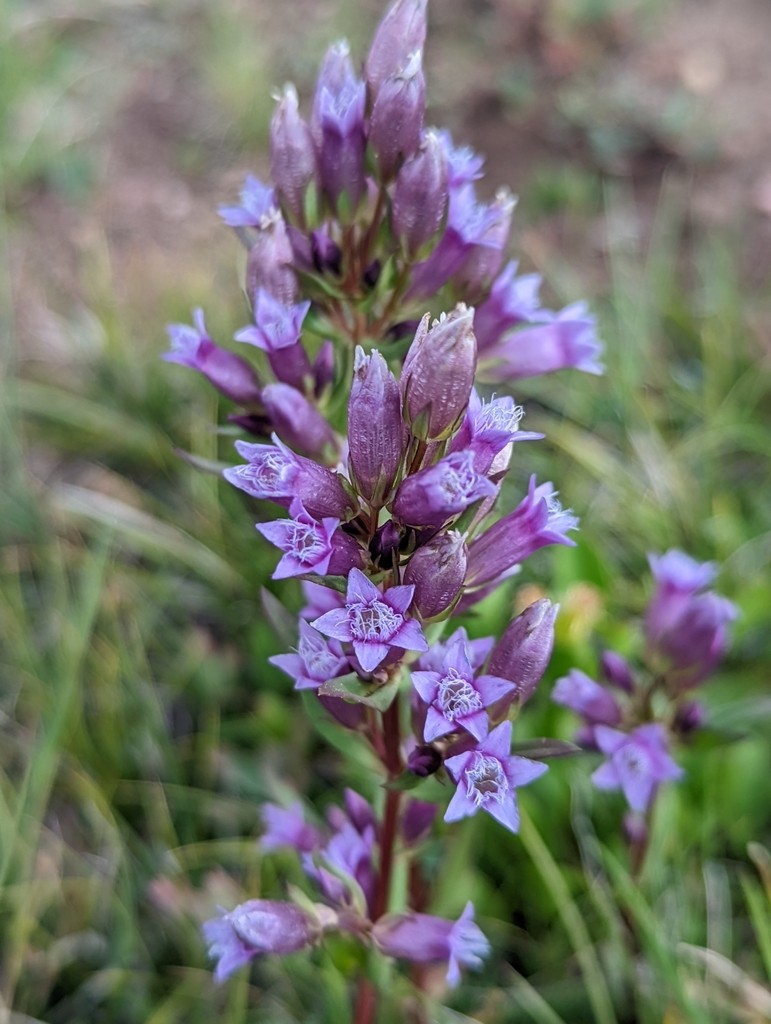 Autumn dwarf gentian (Gentianella amarella) Flower, Leaf, Care, Uses ...