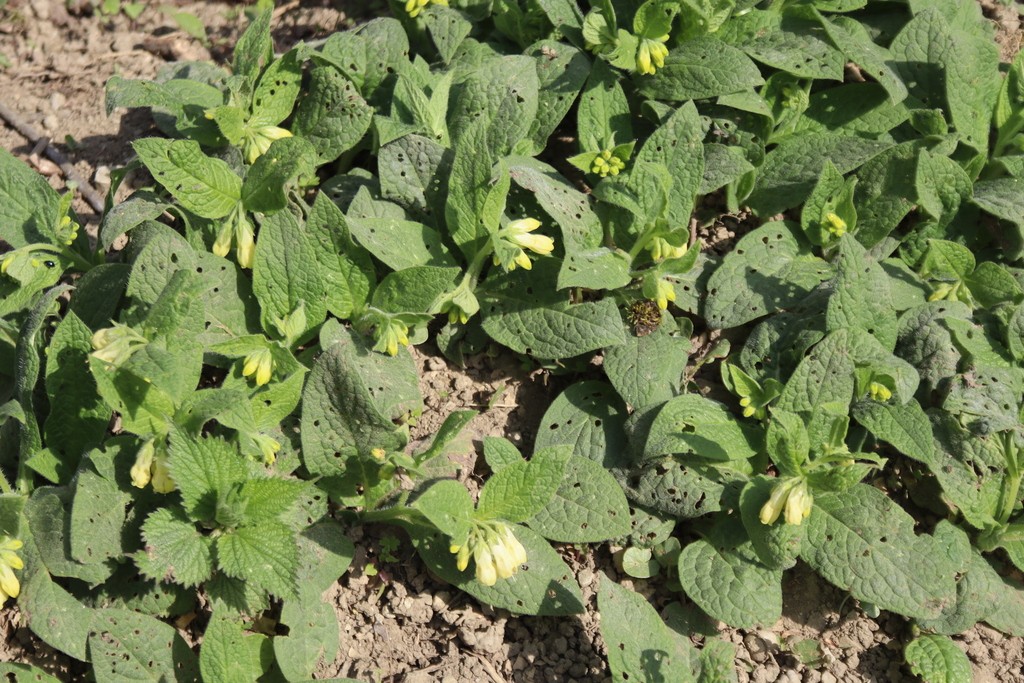 Tuberous comfrey (Symphytum tuberosum) Flower, Leaf, Care, Uses ...
