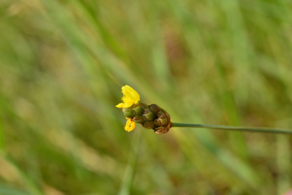 Xyris pauciflora - PictureThis