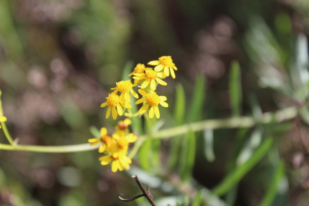 Senecio linearifolius - PictureThis