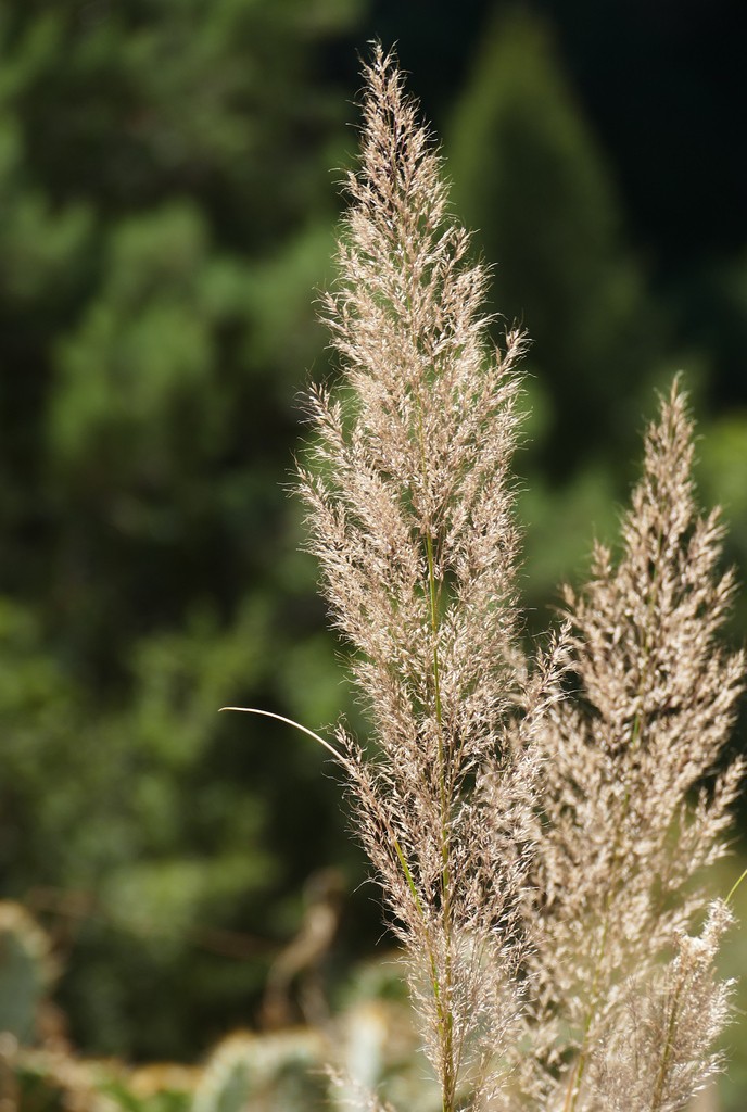 Bullgrass (Muhlenbergia emersleyi) Flower, Leaf, Care, Uses - PictureThis